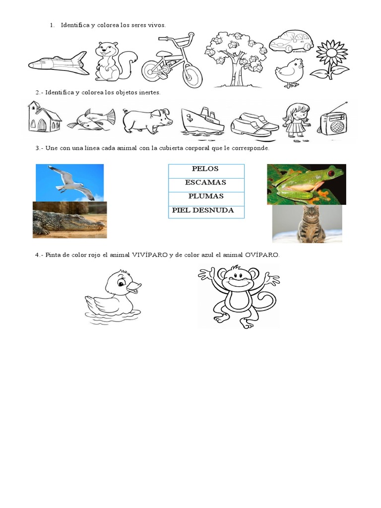 Identifica y Colorea Los Seres Vivos | PDF