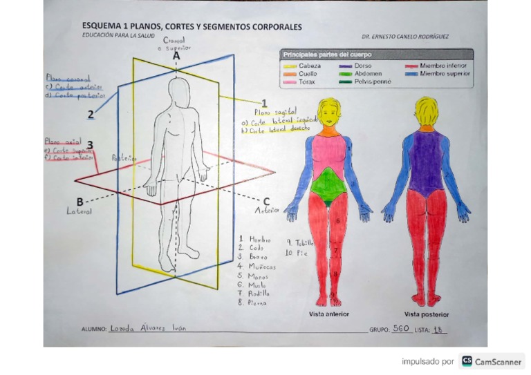 Esquema No. 1 Planos, Cortes y Segmentos Corporales-Luis Rojas | PDF