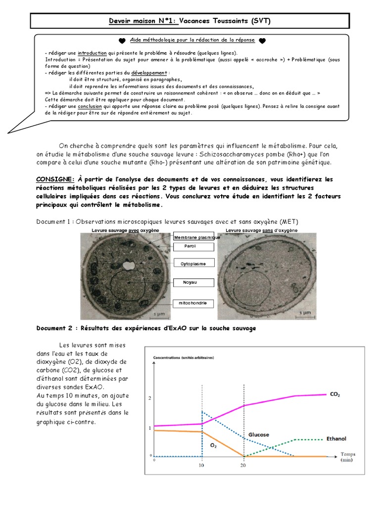 Métabolisme des levures Rho+ et Rho- | PDF | Levure | Métabolisme