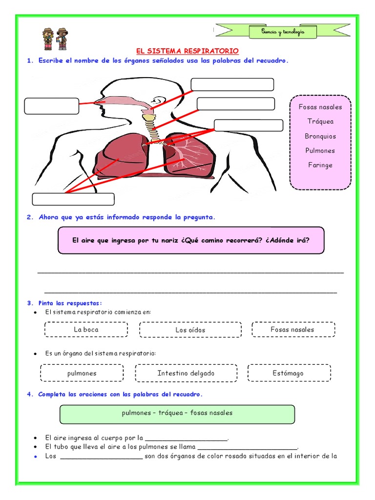 E4 s3 Ficha d3 CT Sistema Respiratorio | PDF E4 s3 Ficha d3 CT Sistema Respiratorio | PDF
