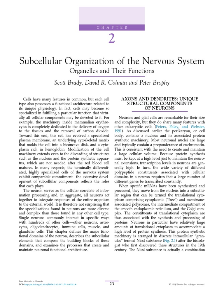 Chapter 2 Subcellular Organization of The Nervous Sys 2014 From Molecules | PDF | Axon | Neuron