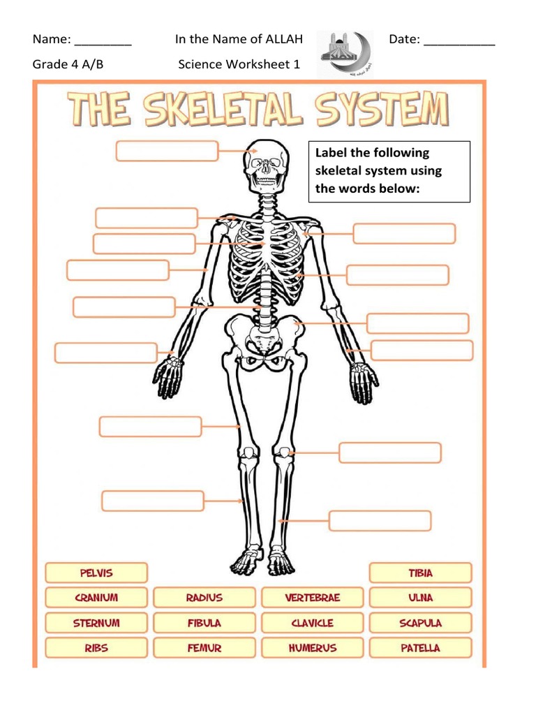 Skeletal System Labelling | PDF