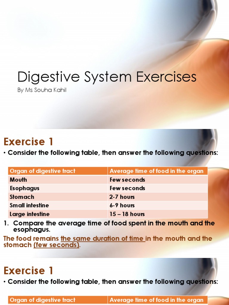 Digestive System Exercise Overview | PDF