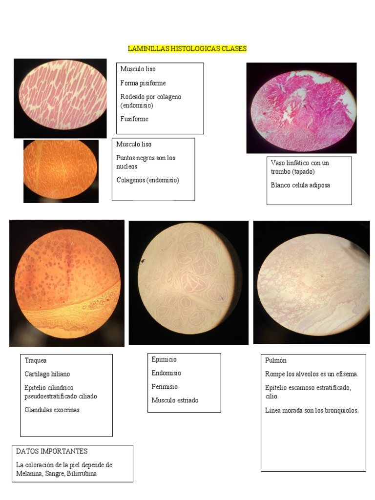 Laminillas Histologicas Clases | PDF