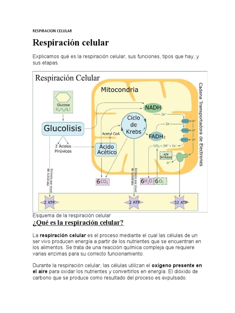 Respiracion Celular | PDF