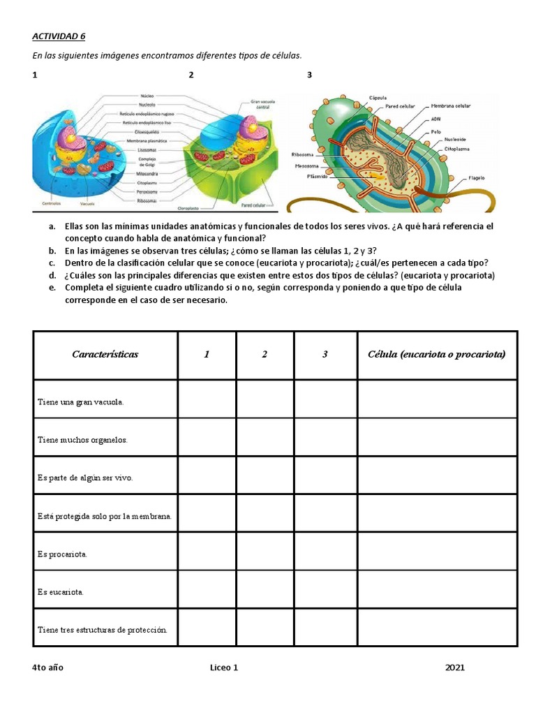 ACTIVIDAD 6 Celula | PDF