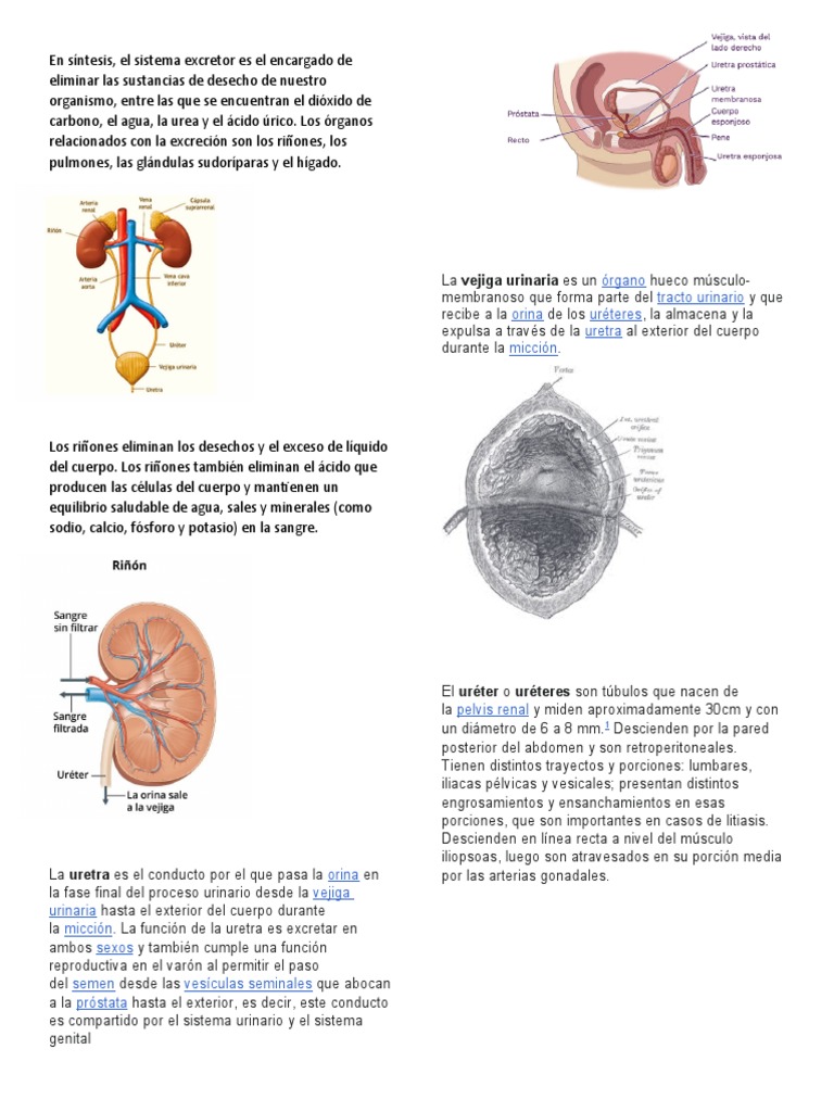 Sistema Excretor Sus Partes | PDF | Salud y bienestar