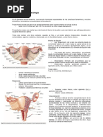 Arteria Uterina y Anexos | PDF | Ovario | Anatomía
