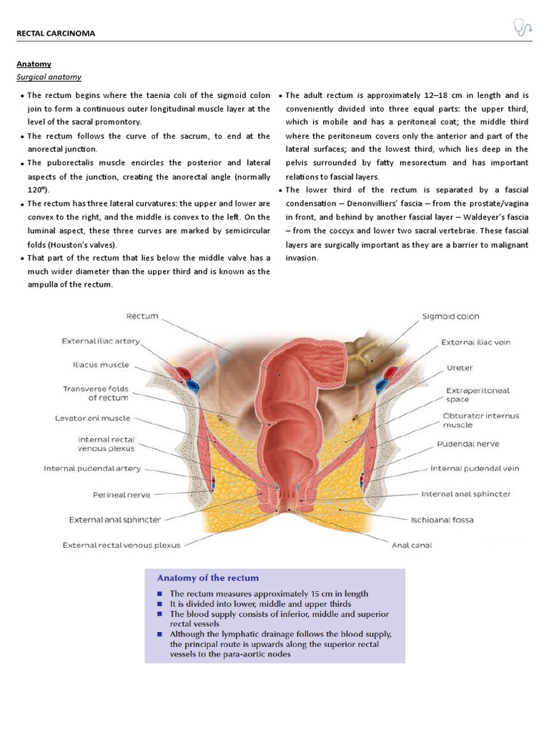 Rectal Carcinoma | PDF | Rectum | Vein