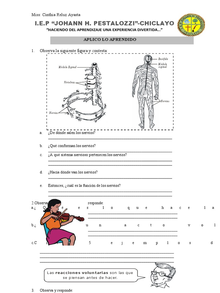 Sist Nerv Periferico | PDF | Anatomía | Neuroanatomía