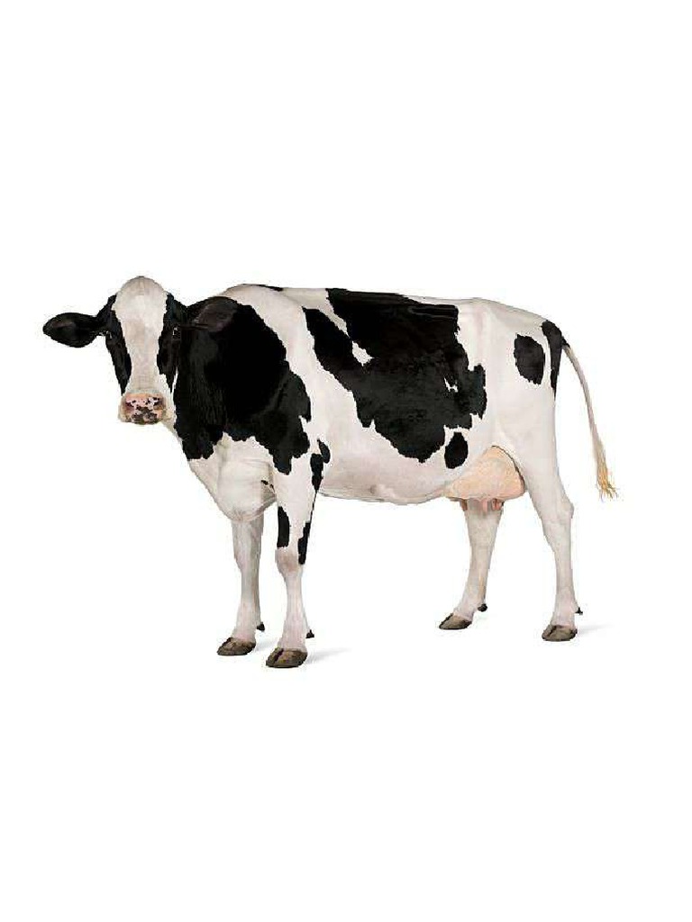 Cow | PDF