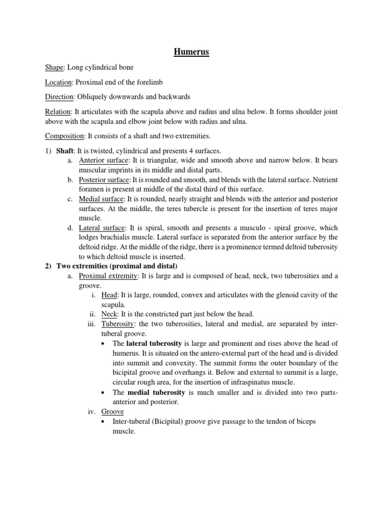 Bone Of Arm Pdf Human Anatomy Limbs Anatomy