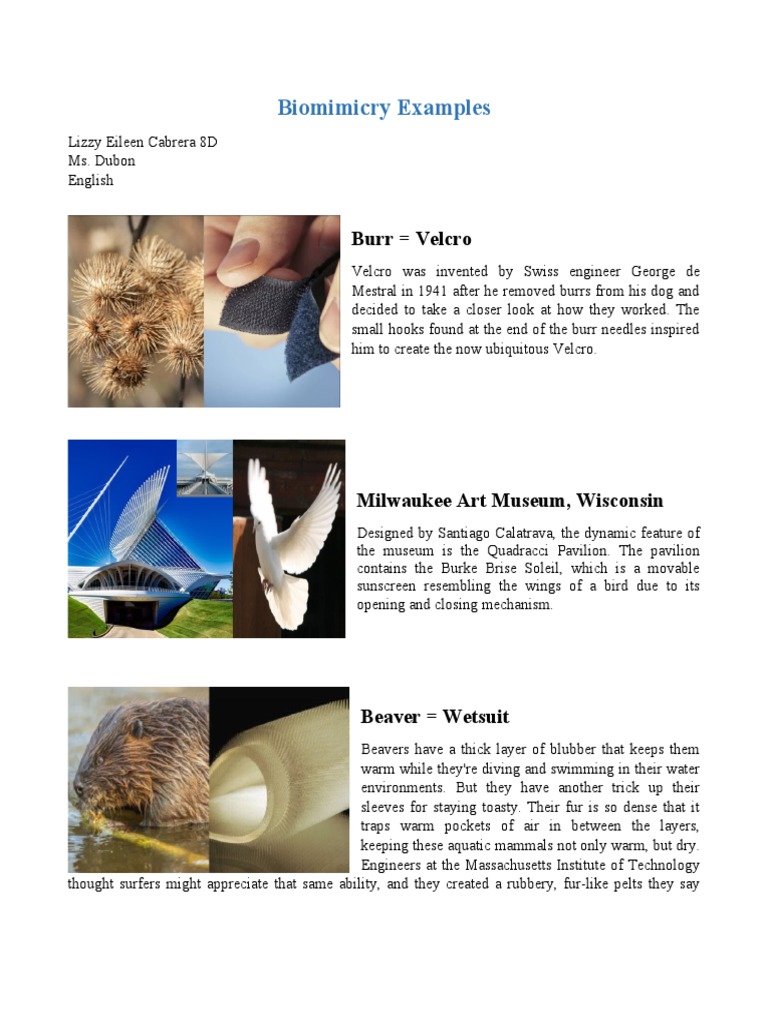 Biomimicry Examples | PDF | Social Science