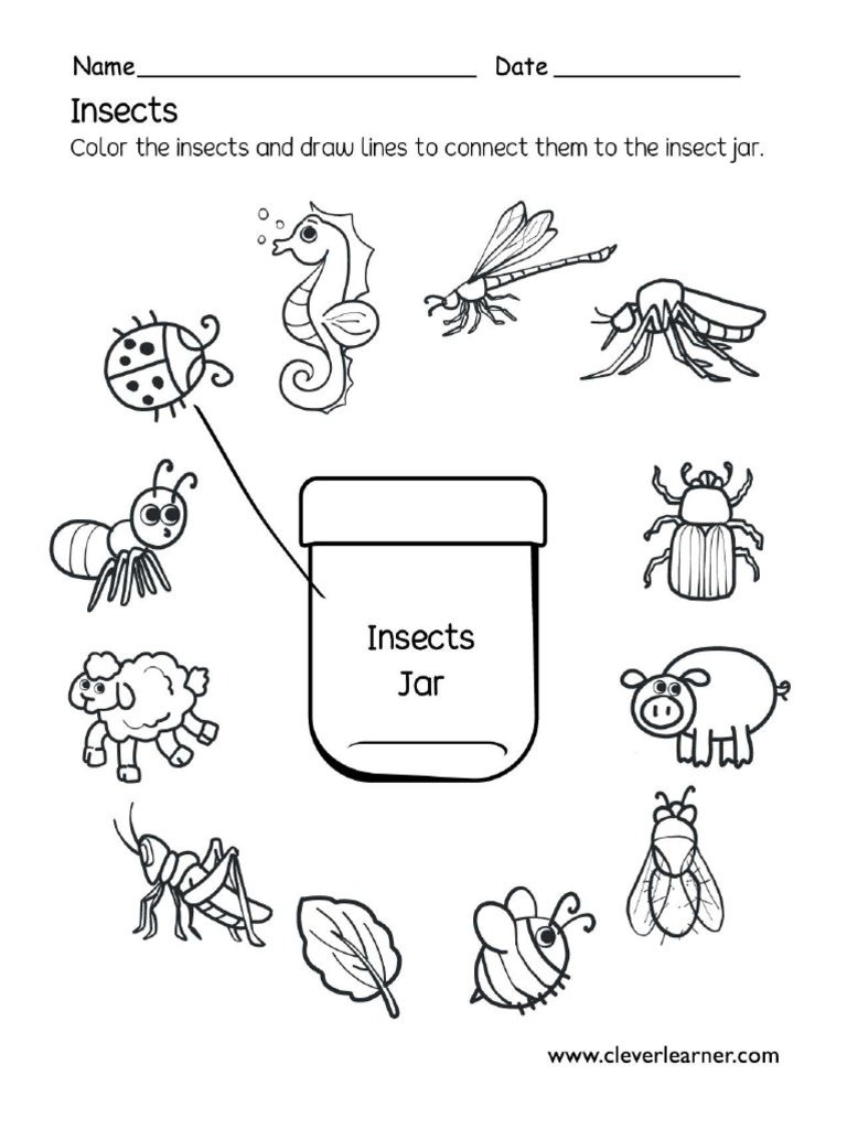 Insect Matching Activity Worksheet | PDF