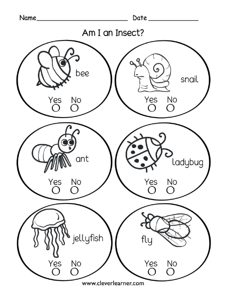 Insect Identification Preschool Worksheet | PDF