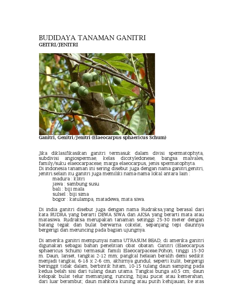 Budidaya Tanaman Ganitri | PDF