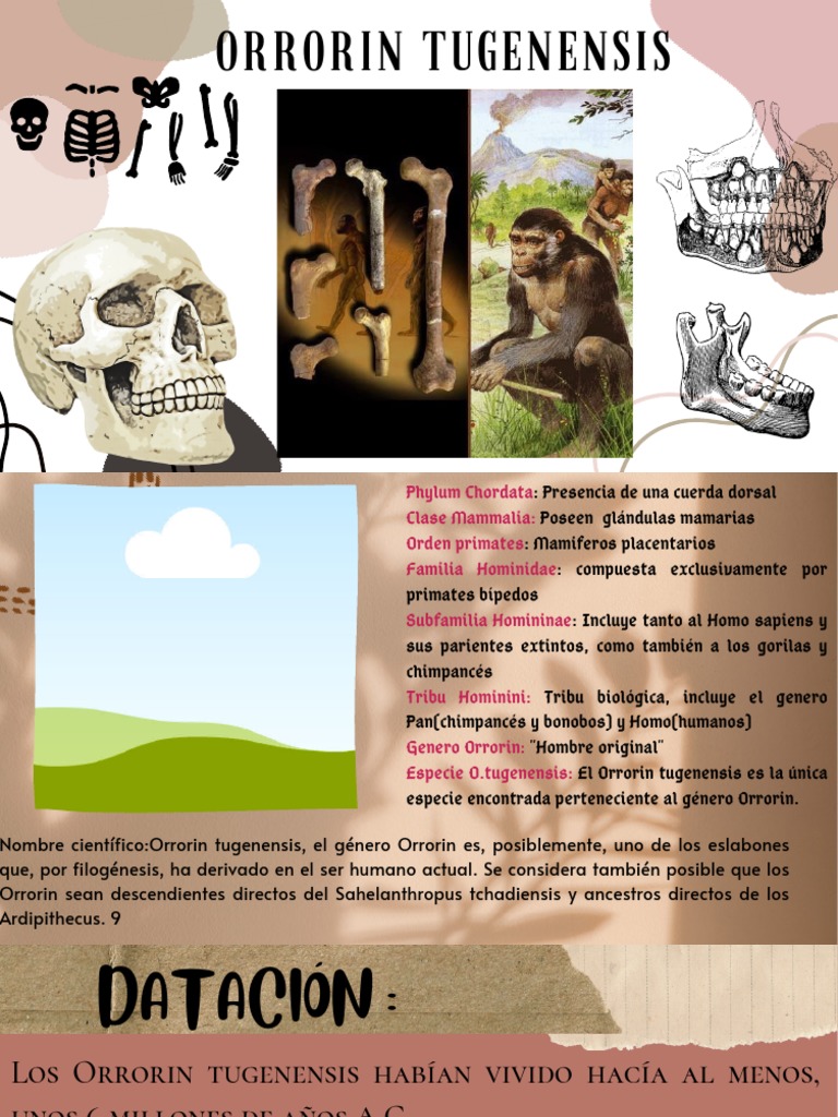 Orrorin Tugenensis | PDF