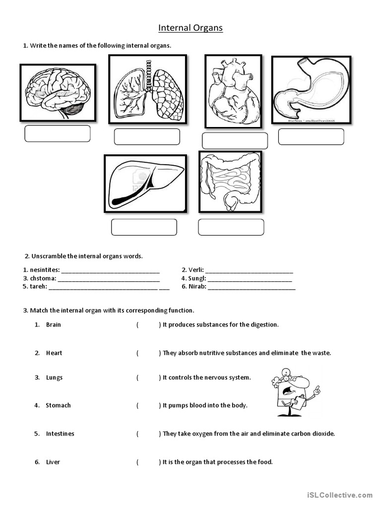 Internal Organs | PDF