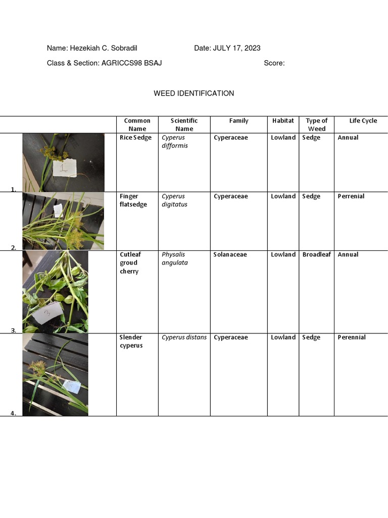 Upland and Lowland Weeds Sobradil 6 (1) .Docm | PDF | Plants | Botany