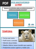 Oclusion Fosa Cuspide | PDF | Anatomia dental | Diente