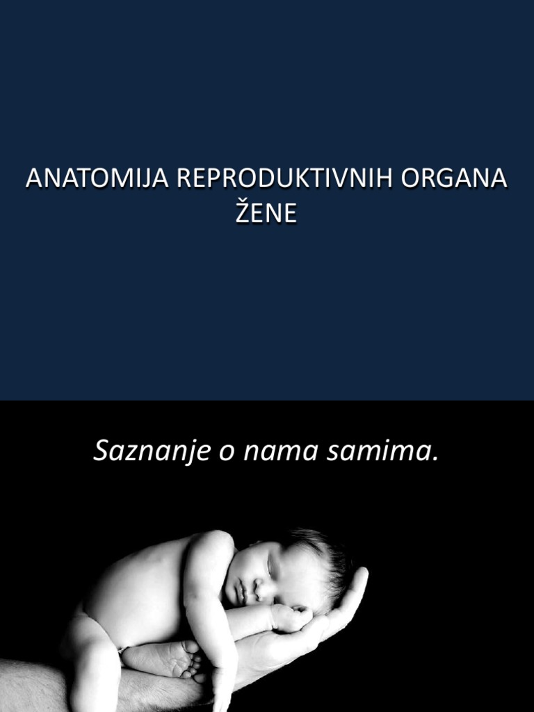 Anatomija Reproduktivnih Organa Zene | PDF