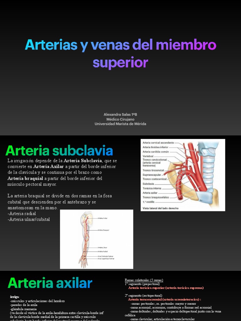 Arterias y Venas Del Miembro Superior | PDF