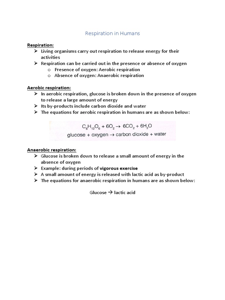 Respiration in Humans Notes | PDF