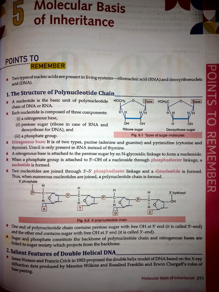 CHAPTER-5 BIOLOGY CLASS12 | PDF