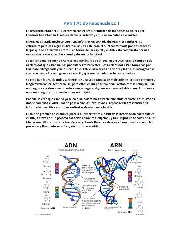 Estructura y Función del ARN | PDF