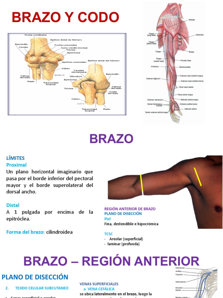 Sesion 2 - Brazo, Codo y Axila | Descargar gratis PDF | Codo | Extremidades (anatomía)