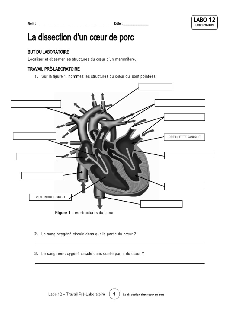 Labo 12 La Dissection D Un Coeur de Porc | PDF