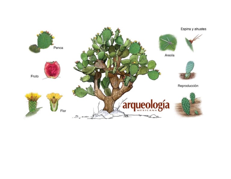 Fisiologia Del Nopal | PDF