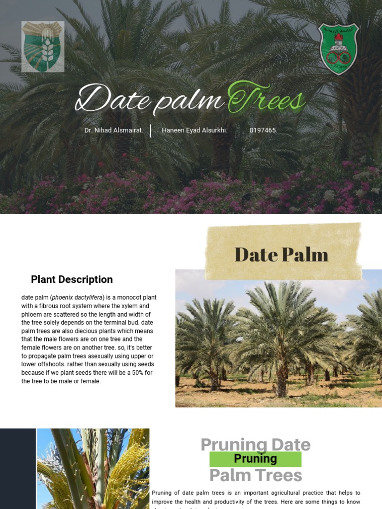 Pruning and Pollination of Date Palms | PDF