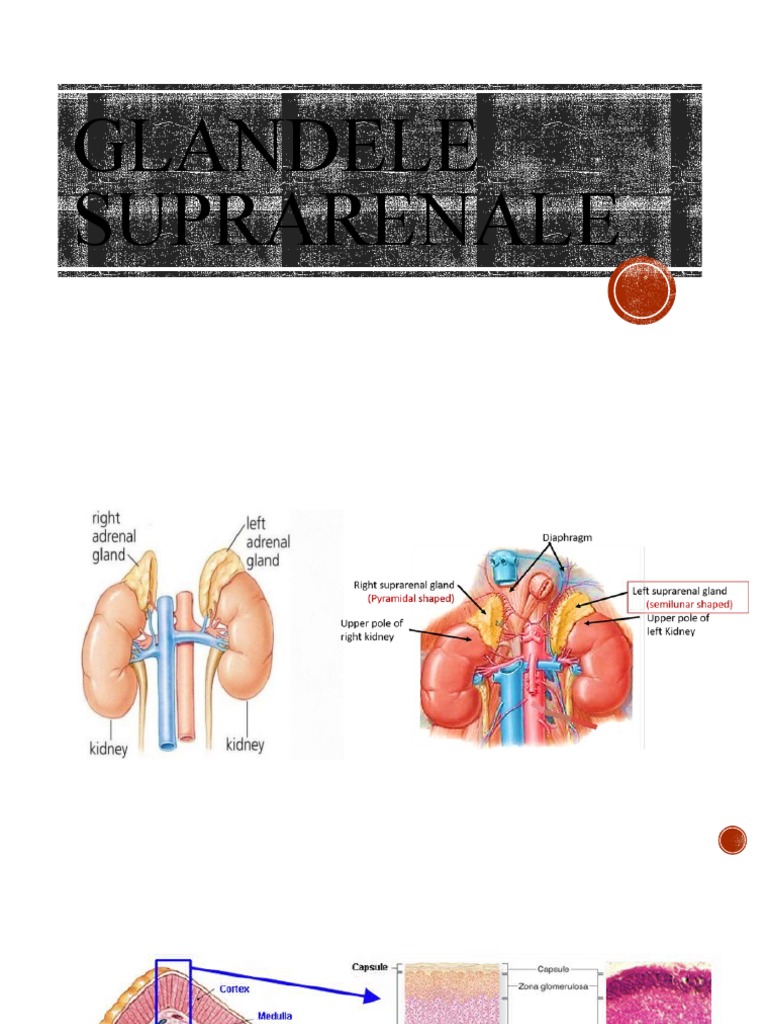 Glandele Suprarenale | PDF