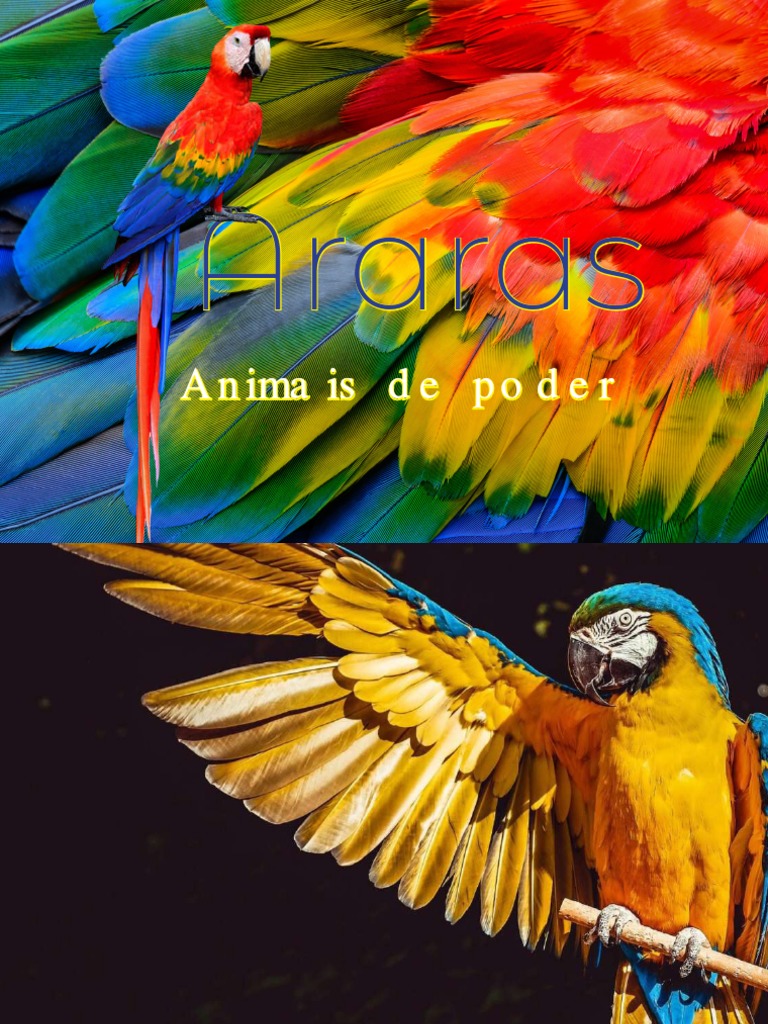 Significado e Poder da Arara | PDF
