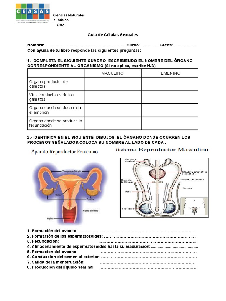 Guía de Células Sexuales OA - 2 | PDF