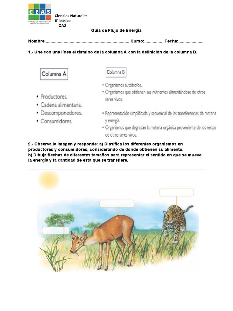 Flujo de Energia OA - 2 | PDF | Ciencia y matemáticas