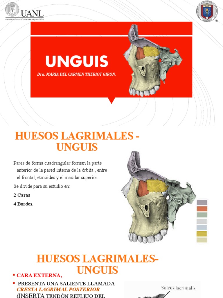 14 Unguis | PDF