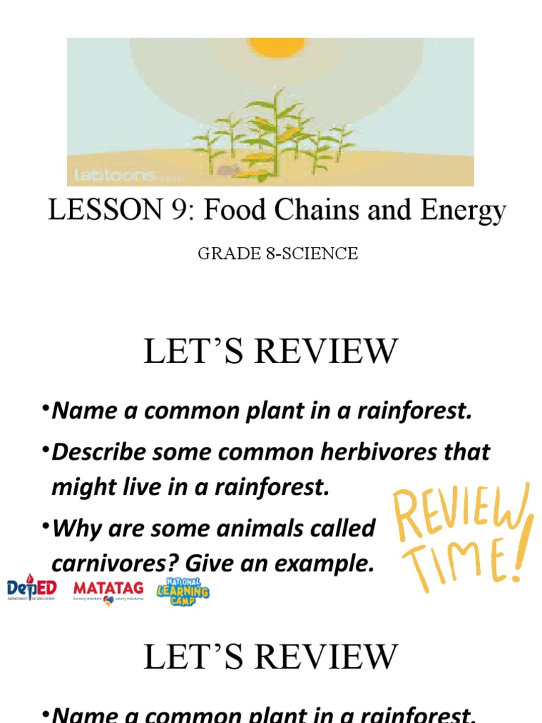 NLC 8 - Lesson 9 - Food Chain and Energy | PDF