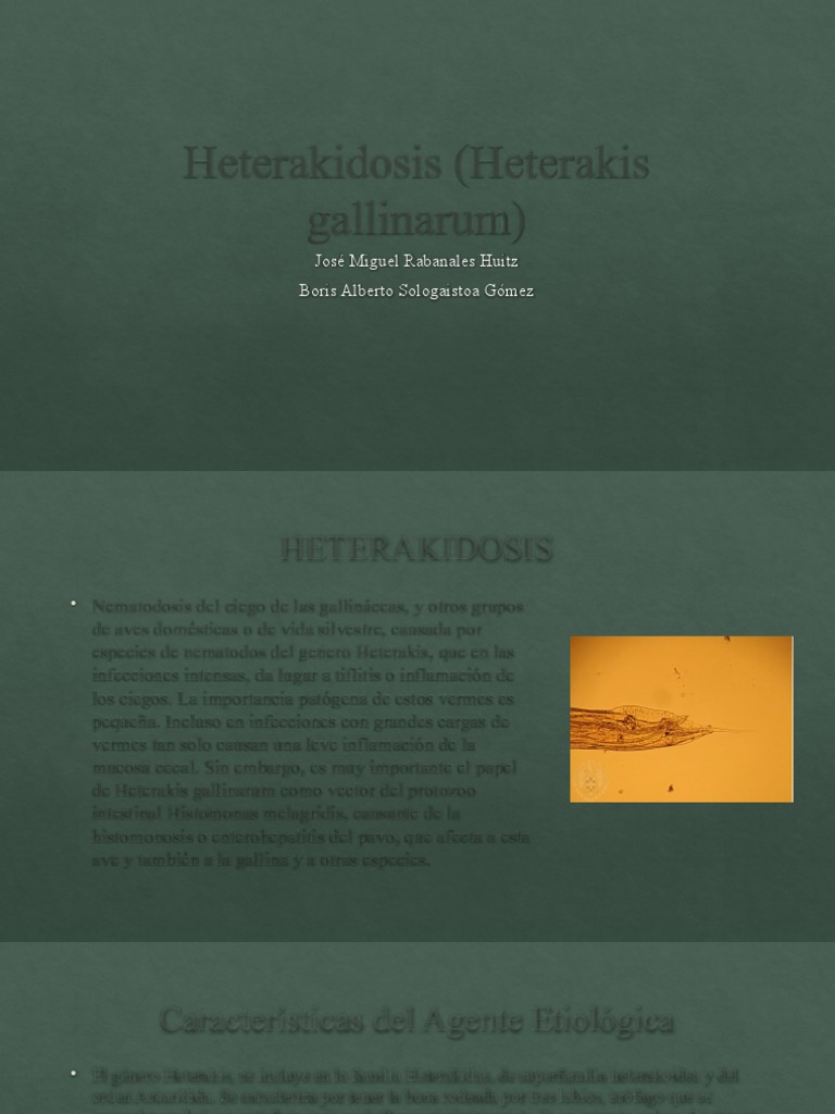 Heterakidosis (Heterakis Gallinarum) | PDF