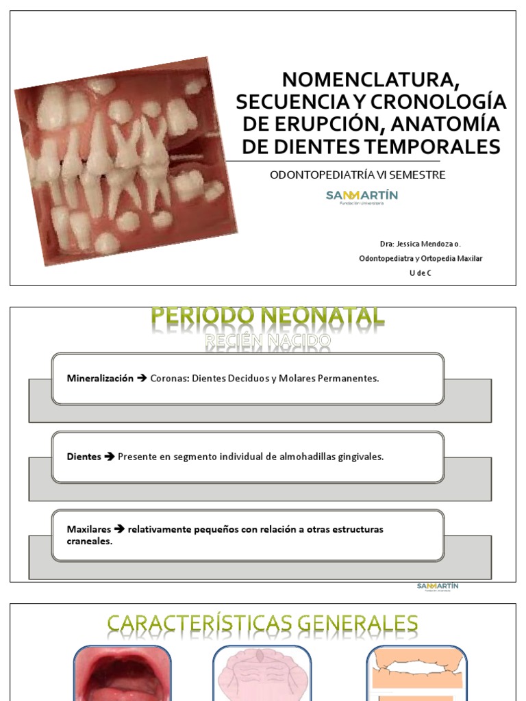 Anatomia y Morfología Dientes Deciduos | PDF | Anatomia animal ...