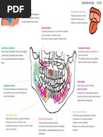 Anatomía de la Región Geniana | PDF | Cabeza y cuello humanos ...