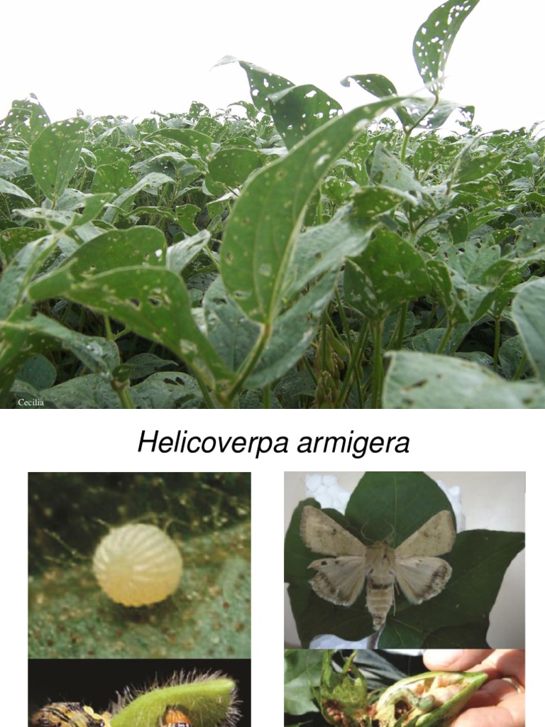 Aula_-_MIP_em_Soja_-_UNEMAT_-_parte_03 | PDF