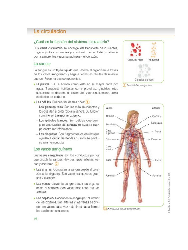 Sistema Circulatorio 6 de Junio | PDF
