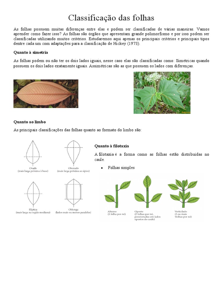 Classificação Das Folhas | PDF