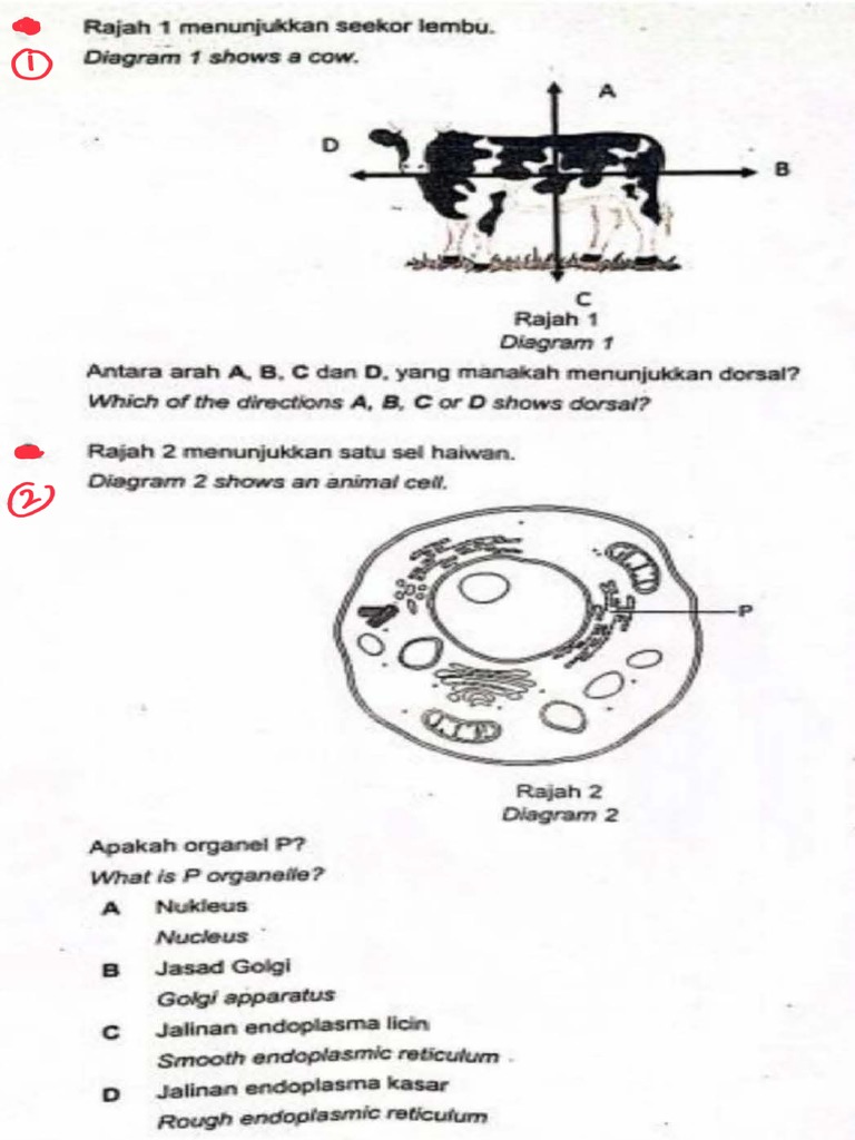 Revision f4 Chapter 1 To 7 Biology 4 August 2023 | PDF