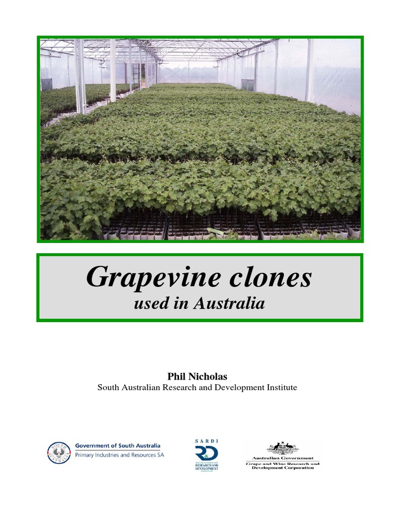 Grapevine Clones | PDF | Grafting | Horticulture