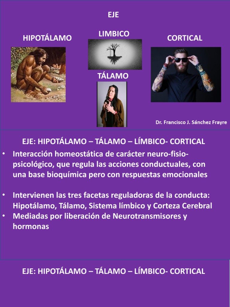 Eje Hipotalamo Talamo Cortical | PDF