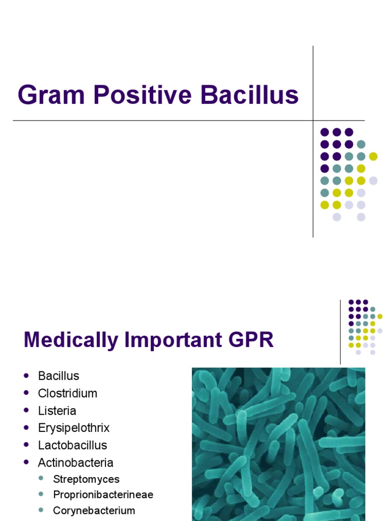 Gram Positive Bacillus | PDF