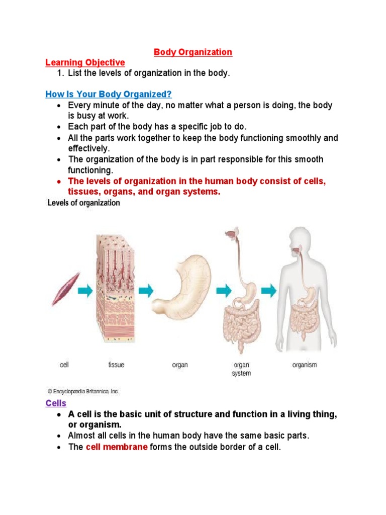 Levels of Human Body Organization | PDF | Career & Growth | Self ...